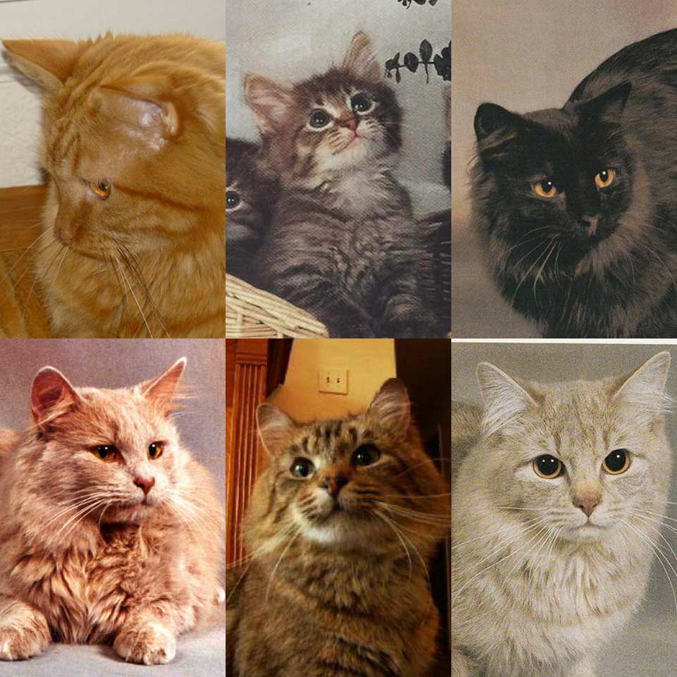 Our Mission – The Chantilly/Tiffany Cat Project